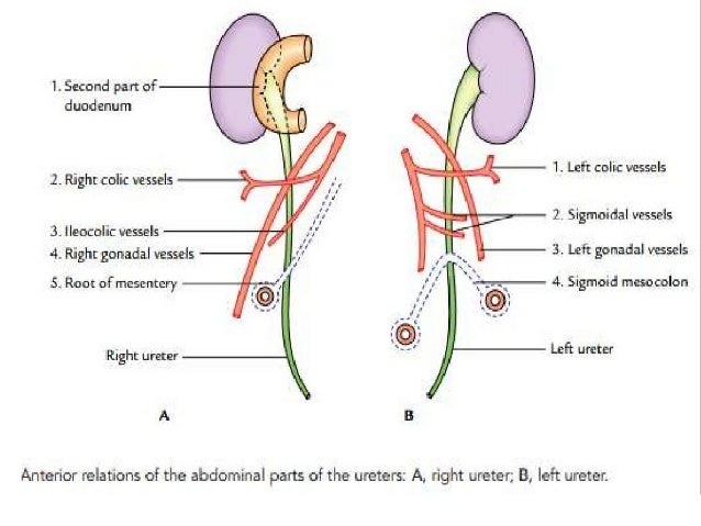 Ureter