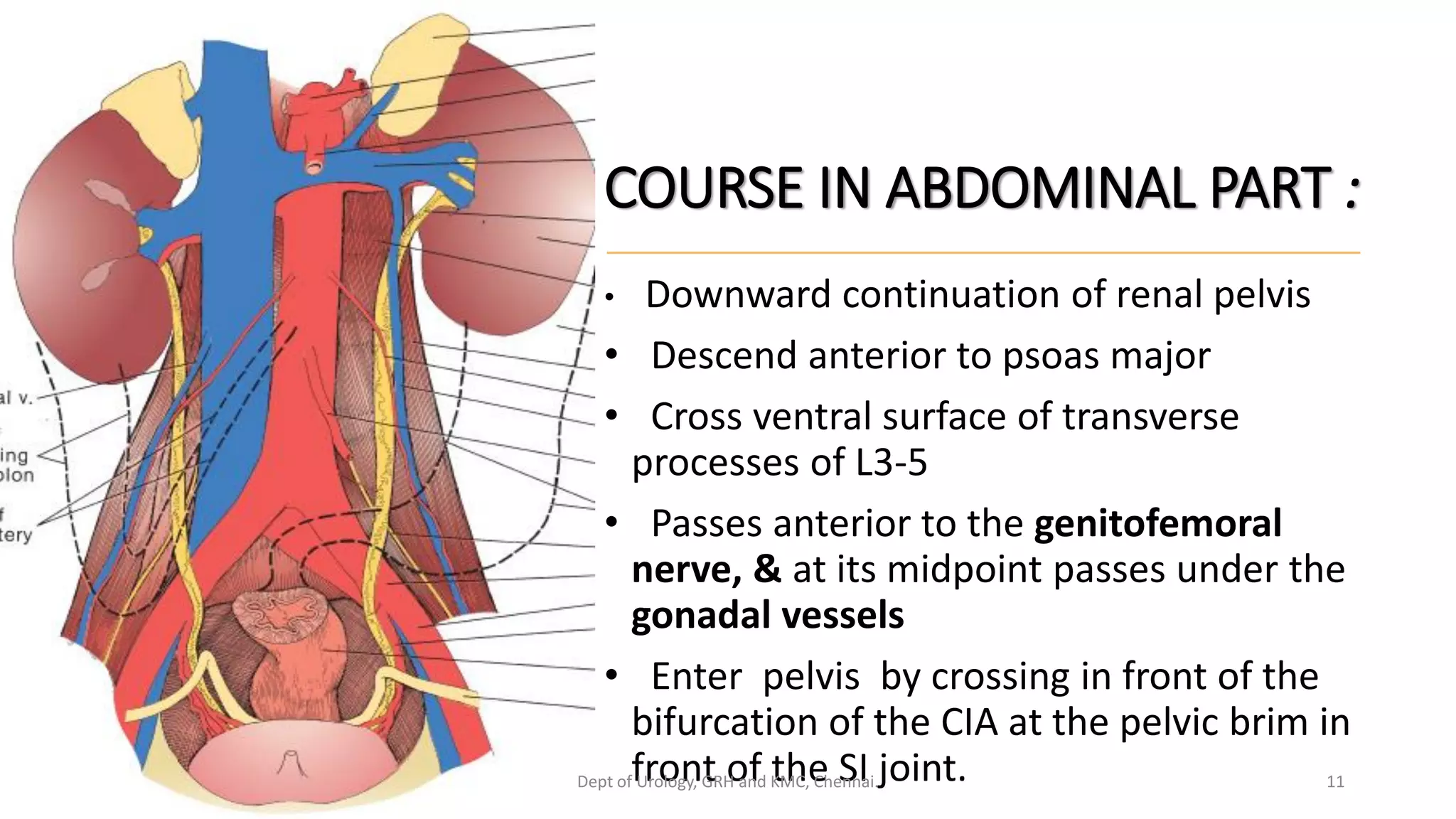 URETER - ANATOMY, PHYSIOLOGY, EMBRYOLOGY | PDF