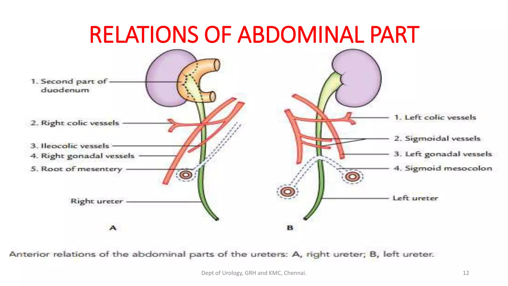 URETER - ANATOMY, PHYSIOLOGY, EMBRYOLOGY | PDF