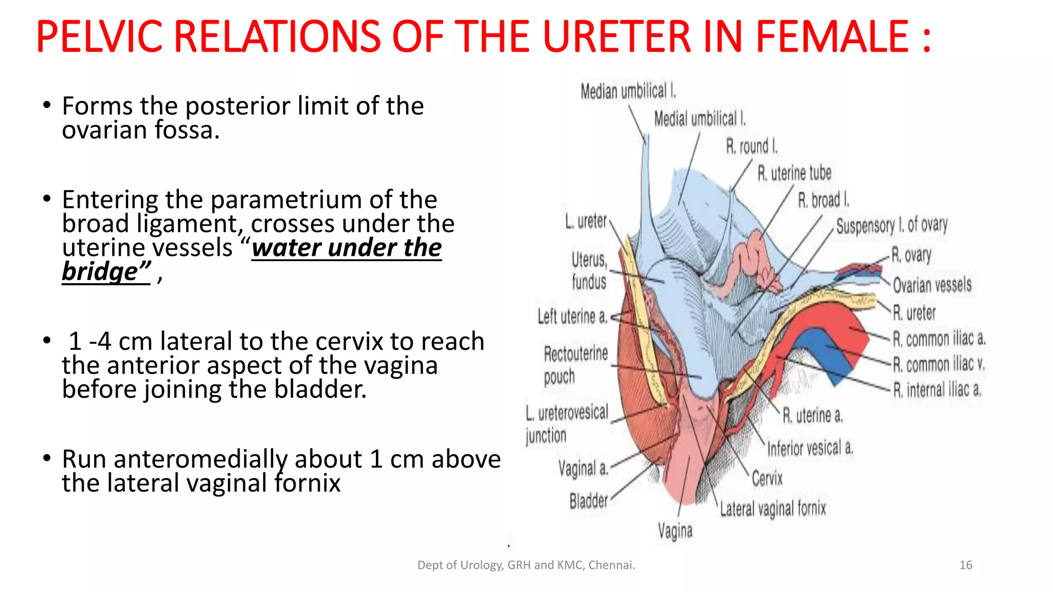 URETER - ANATOMY, PHYSIOLOGY, EMBRYOLOGY | PDF