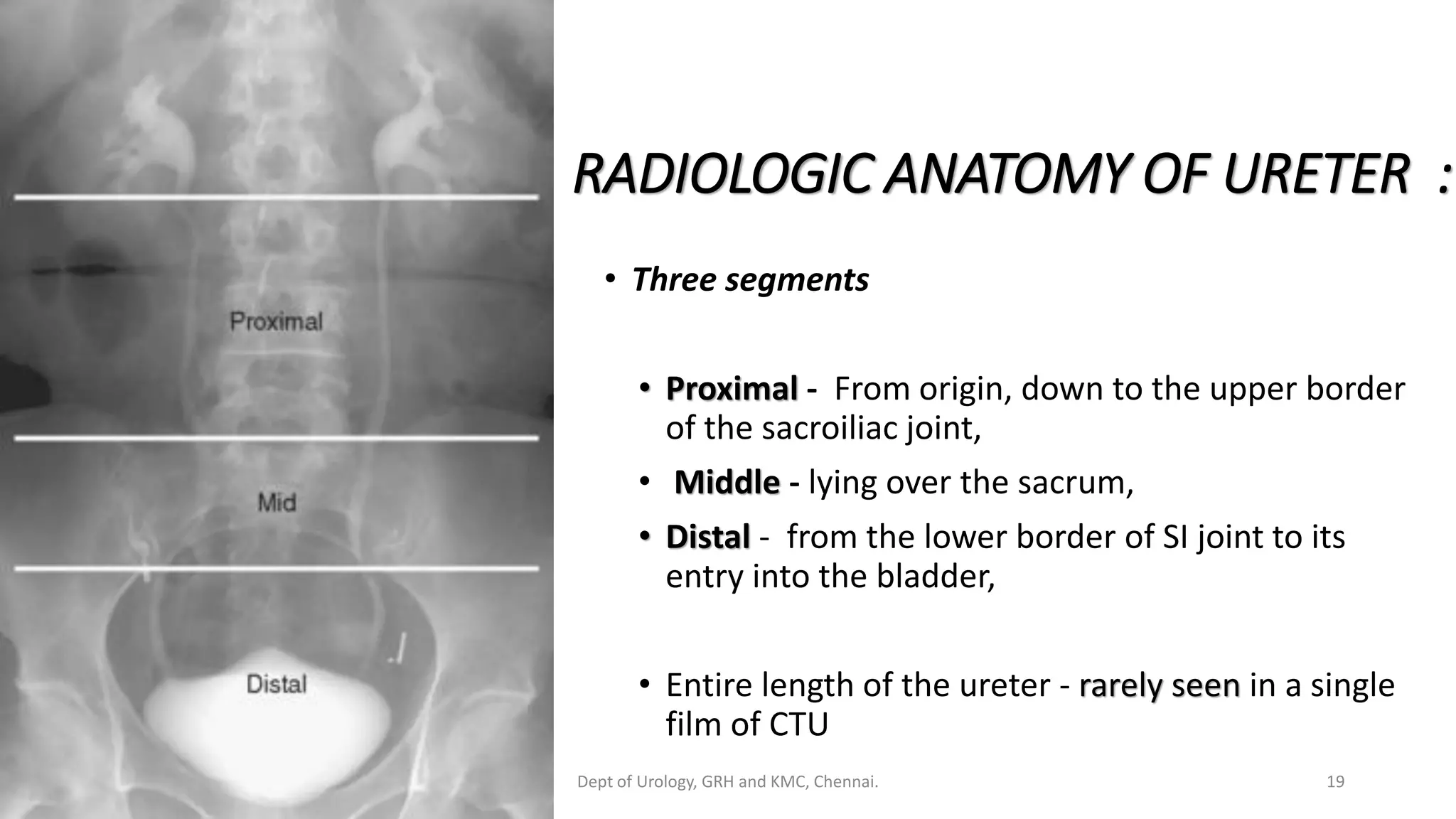 URETER - ANATOMY, PHYSIOLOGY, EMBRYOLOGY | PDF