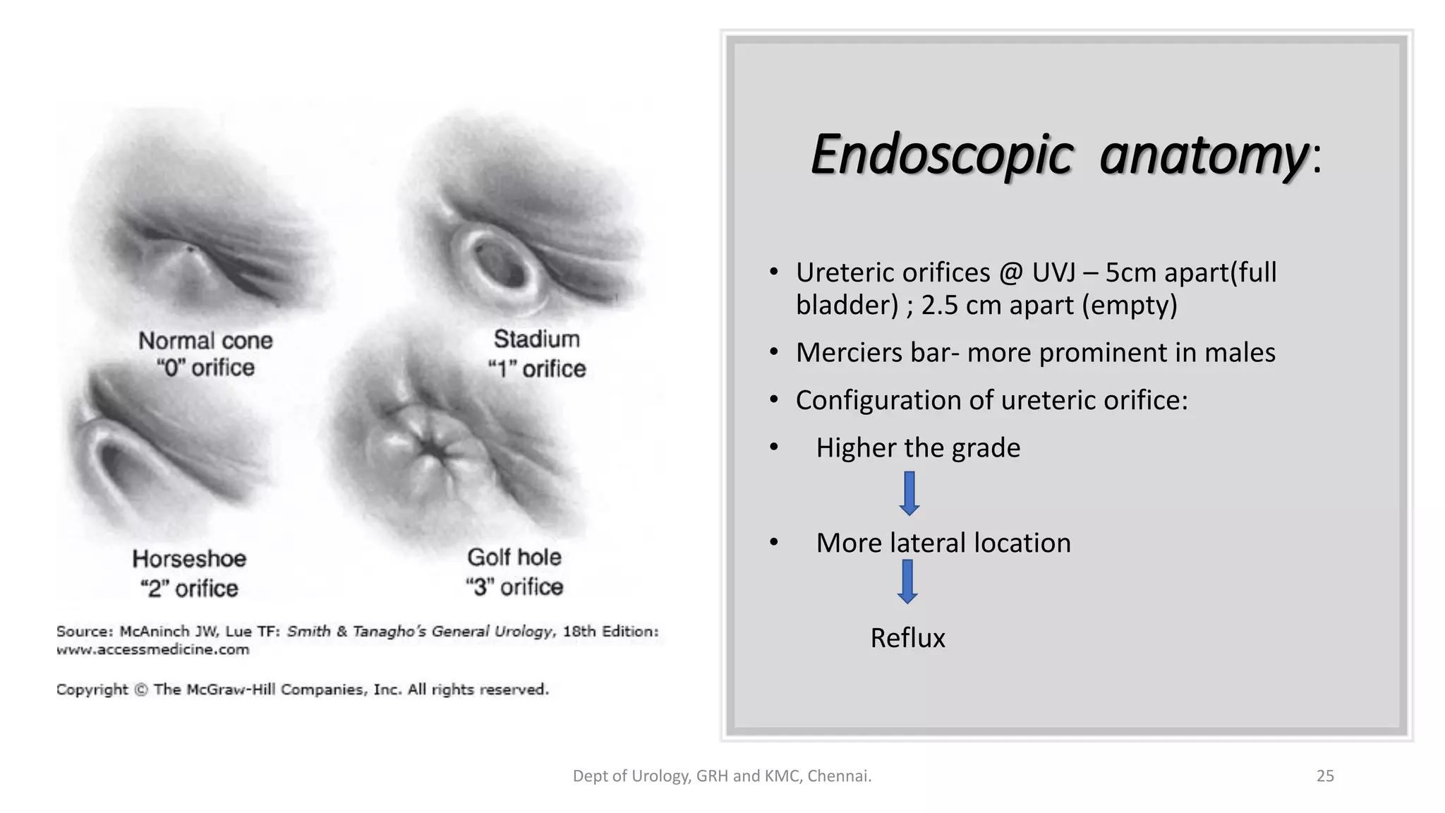 URETER - ANATOMY, PHYSIOLOGY, EMBRYOLOGY | PDF