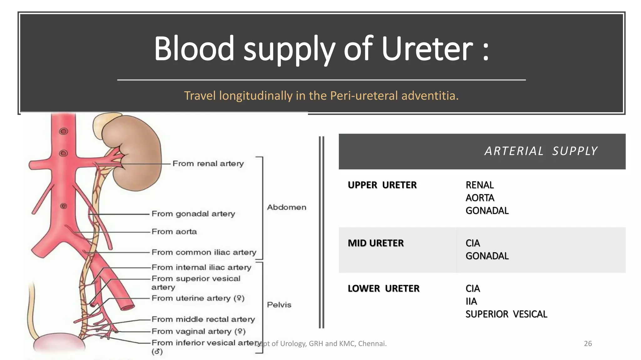 URETER - ANATOMY, PHYSIOLOGY, EMBRYOLOGY | PDF