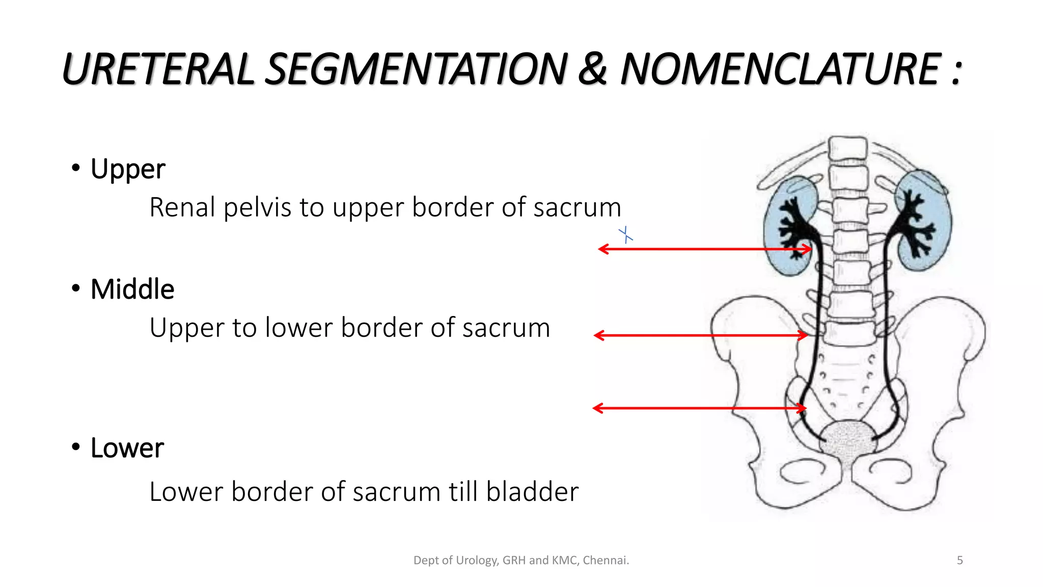 URETER - ANATOMY, PHYSIOLOGY, EMBRYOLOGY | PDF