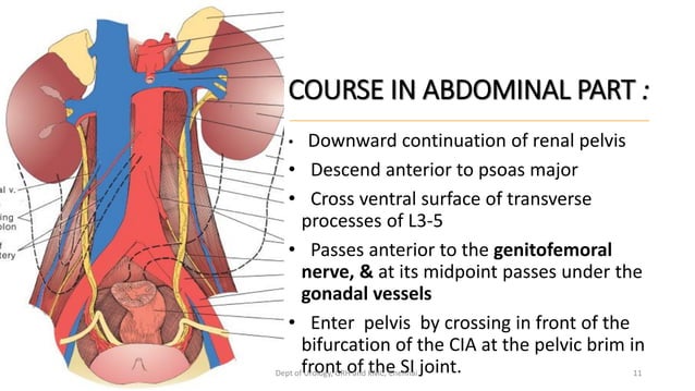 URETER - ANATOMY, PHYSIOLOGY, EMBRYOLOGY | PDF | Science