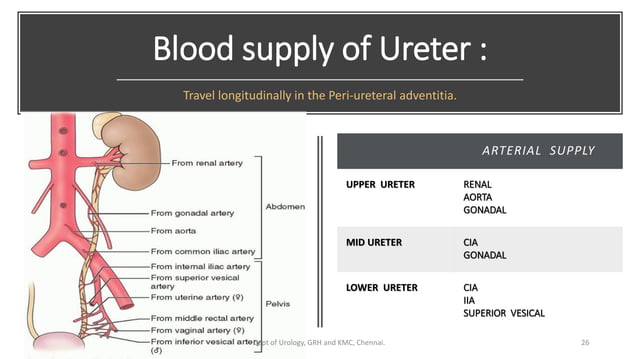 URETER - ANATOMY, PHYSIOLOGY, EMBRYOLOGY | PDF | Science
