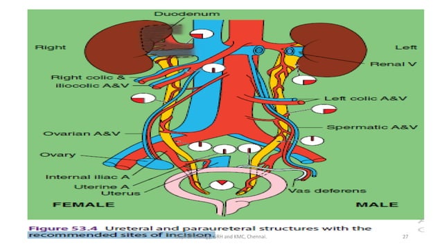 URETER - ANATOMY, PHYSIOLOGY, EMBRYOLOGY | PDF | Science