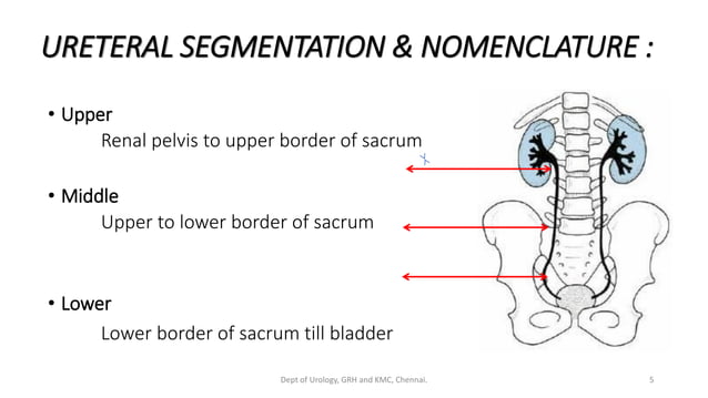 URETER - ANATOMY, PHYSIOLOGY, EMBRYOLOGY | PDF | Science