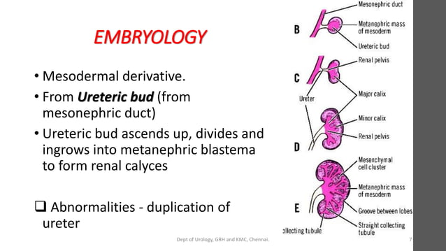 URETER - ANATOMY, PHYSIOLOGY, EMBRYOLOGY | PDF | Science