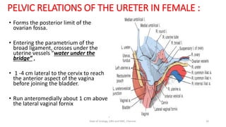 URETER - ANATOMY, PHYSIOLOGY, EMBRYOLOGY | PPT