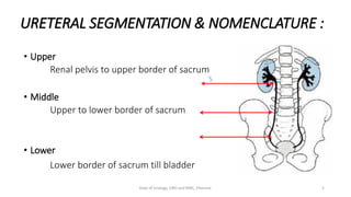 URETER - ANATOMY, PHYSIOLOGY, EMBRYOLOGY | PPT