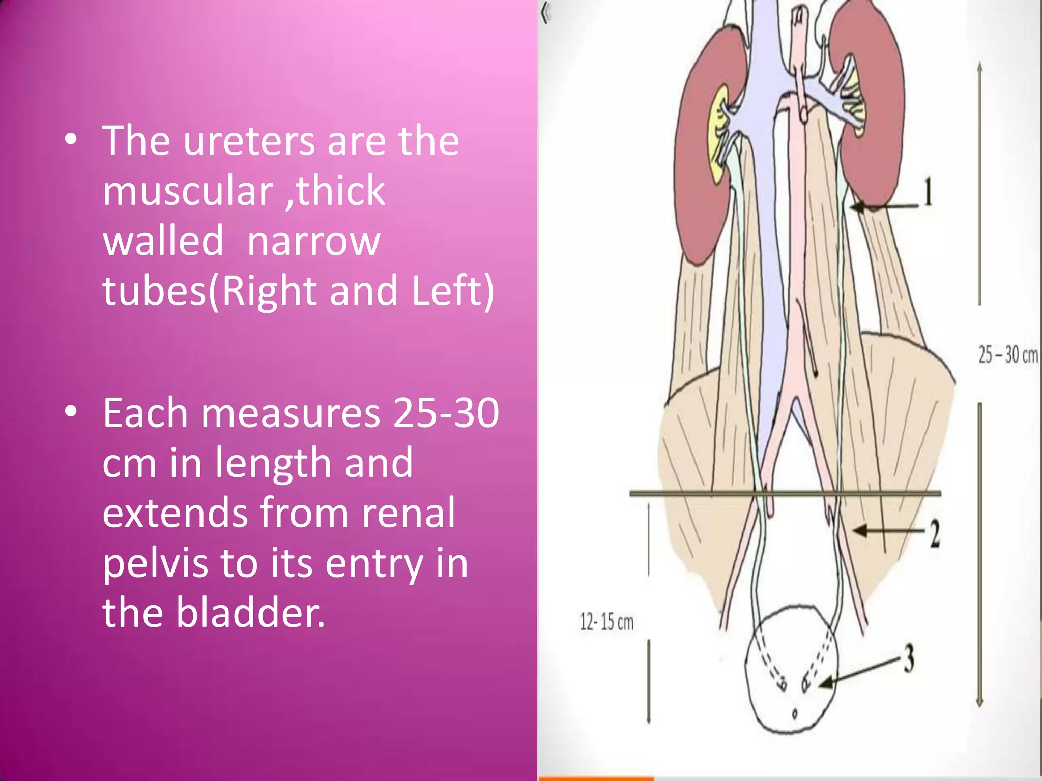 Ureter anatomy injury & diversion | PPT