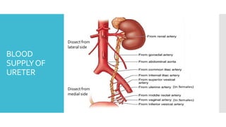 Ureter and bladder | PPTX
