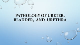 Ureter pathology and urinary bladder.pptx