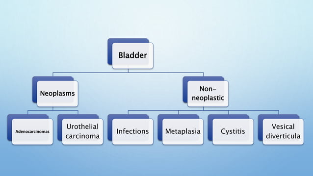Ureter pathology and urinary bladder.pptx