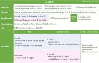 Ureter, bladder & urethra lab summary | PDF
