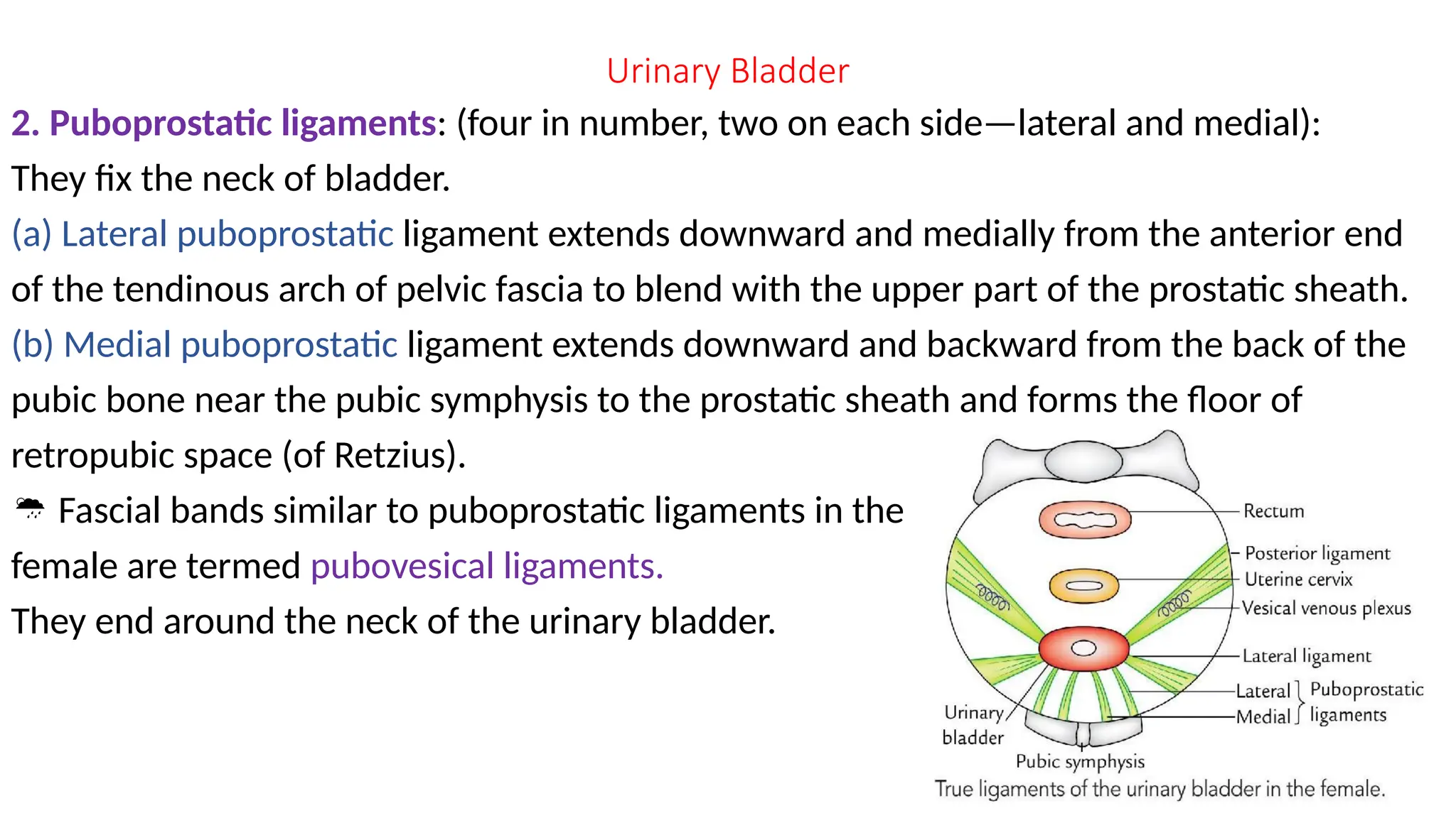 anatomy of ureter, bladder and urethra.pptx
