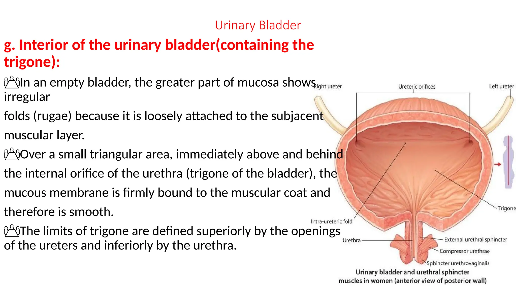 anatomy of ureter, bladder and urethra.pptx