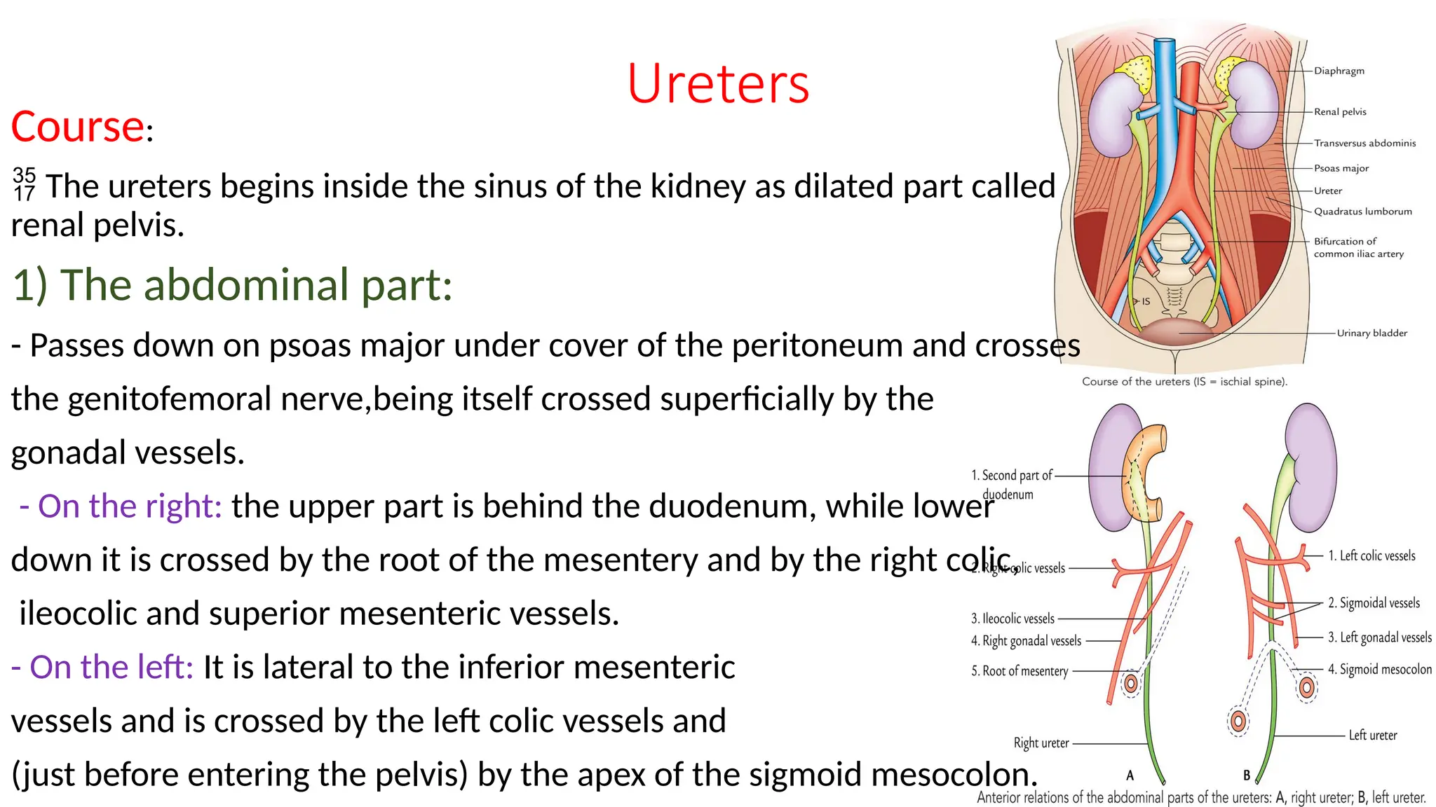 anatomy of ureter, bladder and urethra.pptx