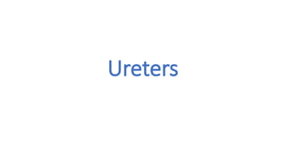 anatomy of ureter, bladder and urethra.pptx
