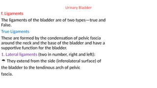 anatomy of ureter, bladder and urethra.pptx