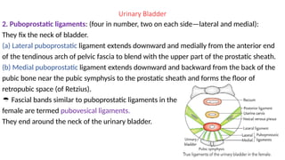 anatomy of ureter, bladder and urethra.pptx