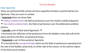 anatomy of ureter, bladder and urethra.pptx