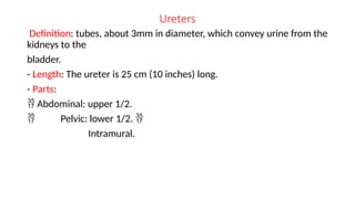 anatomy of ureter, bladder and urethra.pptx