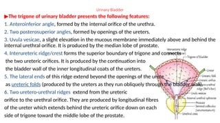 anatomy of ureter, bladder and urethra.pptx
