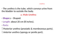 anatomy of ureter, bladder and urethra.pptx