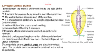 anatomy of ureter, bladder and urethra.pptx