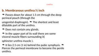 anatomy of ureter, bladder and urethra.pptx