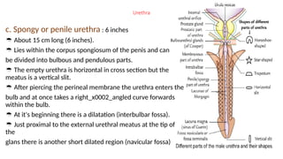 anatomy of ureter, bladder and urethra.pptx
