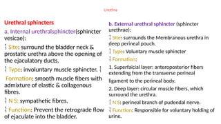 anatomy of ureter, bladder and urethra.pptx