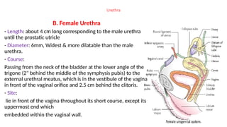 anatomy of ureter, bladder and urethra.pptx