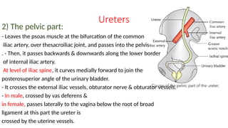anatomy of ureter, bladder and urethra.pptx