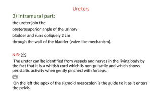 anatomy of ureter, bladder and urethra.pptx