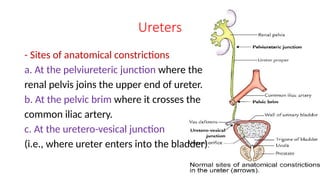 anatomy of ureter, bladder and urethra.pptx