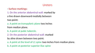 anatomy of ureter, bladder and urethra.pptx