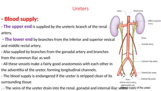 anatomy of ureter, bladder and urethra.pptx