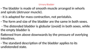 anatomy of ureter, bladder and urethra.pptx
