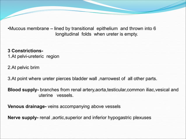 Ureters and bladder | PPT