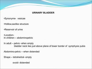 Ureters and bladder | PPT