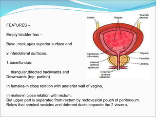 Ureters and bladder | PPT