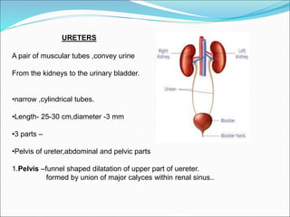 Ureters and bladder | PPT