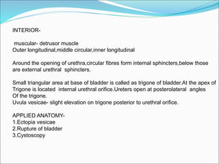 Ureters and bladder | PPT