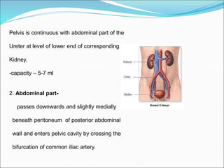 Ureters and bladder | PPT