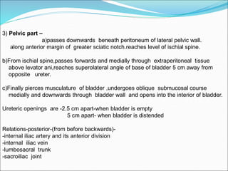 Ureters and bladder | PPT