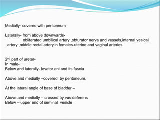 Ureters and bladder | PPT