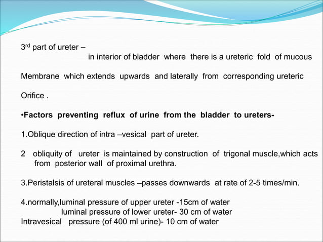 Ureters and bladder | PPT